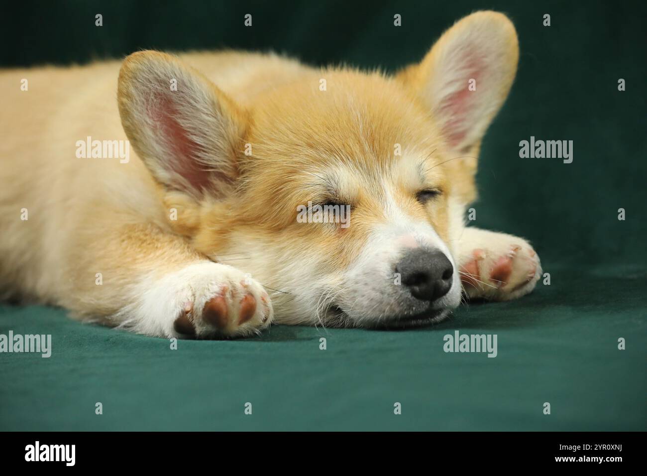 Cute small pembroke welsh corgi puppy. Sleeping dog Stock Photo - Alamy