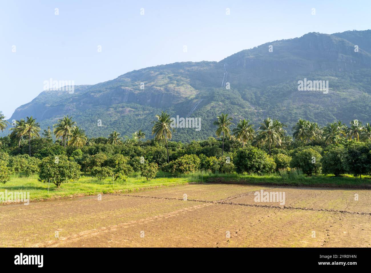 Kollengode, a small hamlet in the Palakkad district of Kerala, is known ...