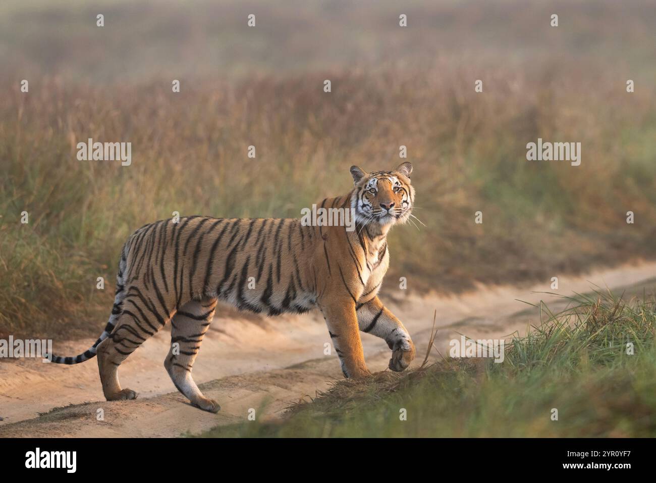 The image of male Tiger (Panthera tigris) taken at Corbet national park ...