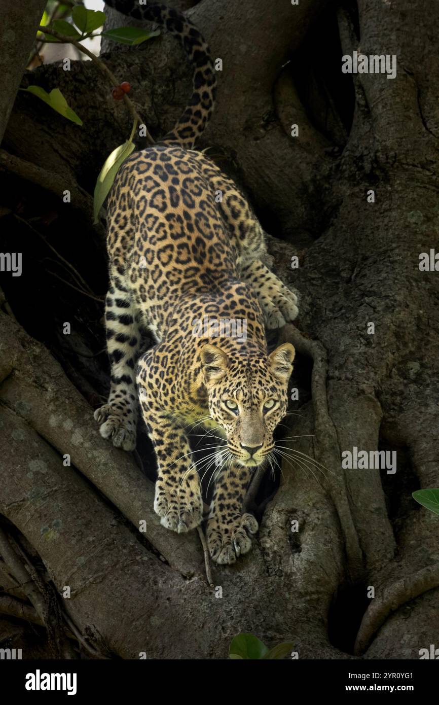 Indian leopard panthera pardus fusca was taken at rajajai nati hi-res ...