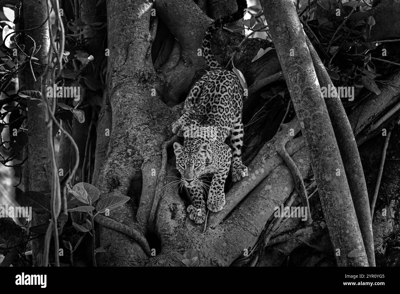 The image of Indian leopard (Panthera pardus fusca) was taken at ...