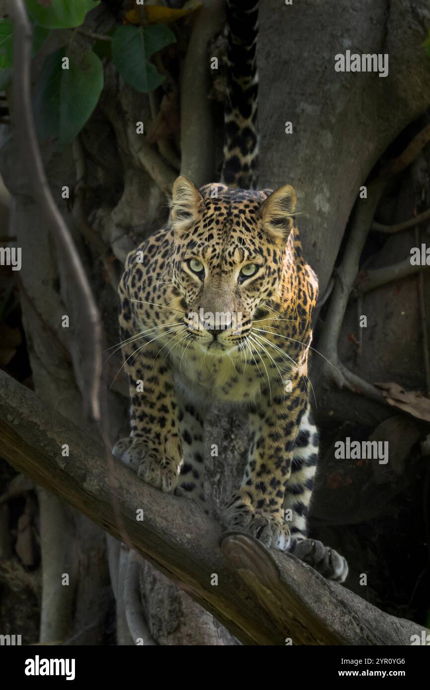 Indian leopard panthera pardus fusca was taken at rajajai nati hi-res ...