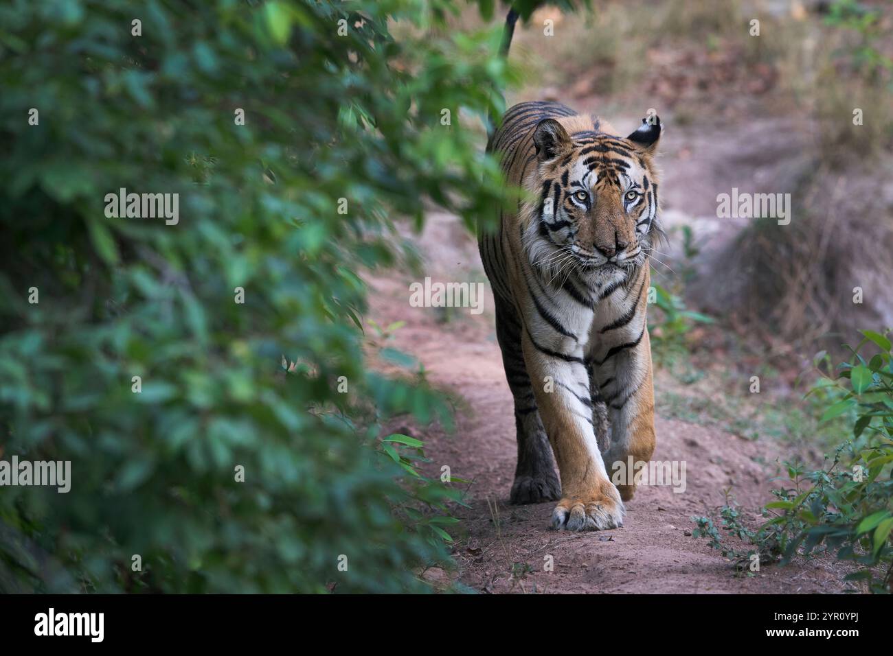 The image of male Tiger (Panthera tigris) taken at Bandavgarh national ...