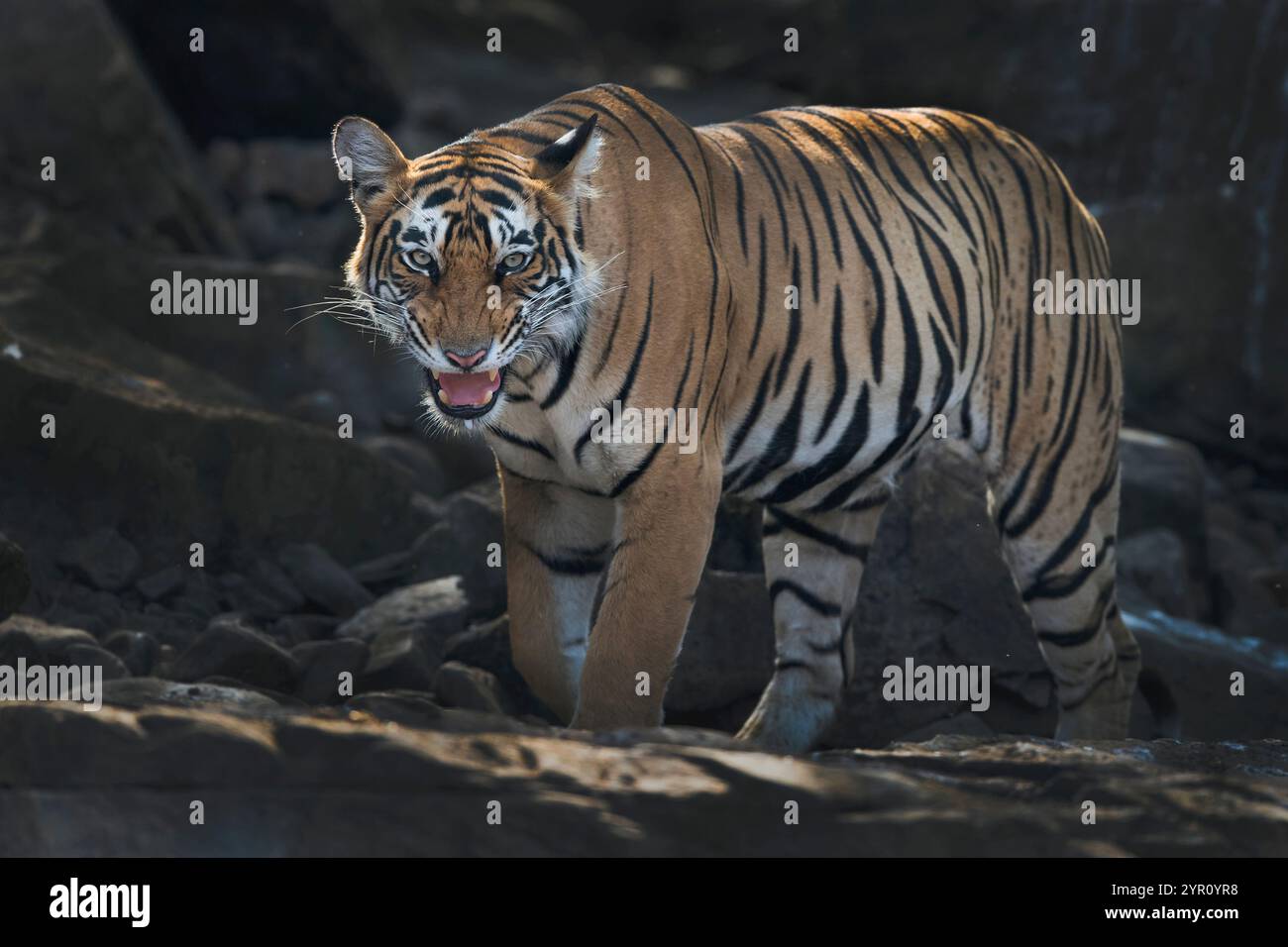 The image of male Tiger (Panthera tigris) taken at Ranthambore national ...
