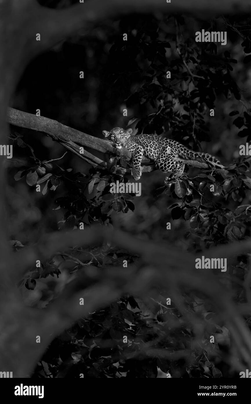 The image of Indian leopard (Panthera pardus fusca) was taken at ...