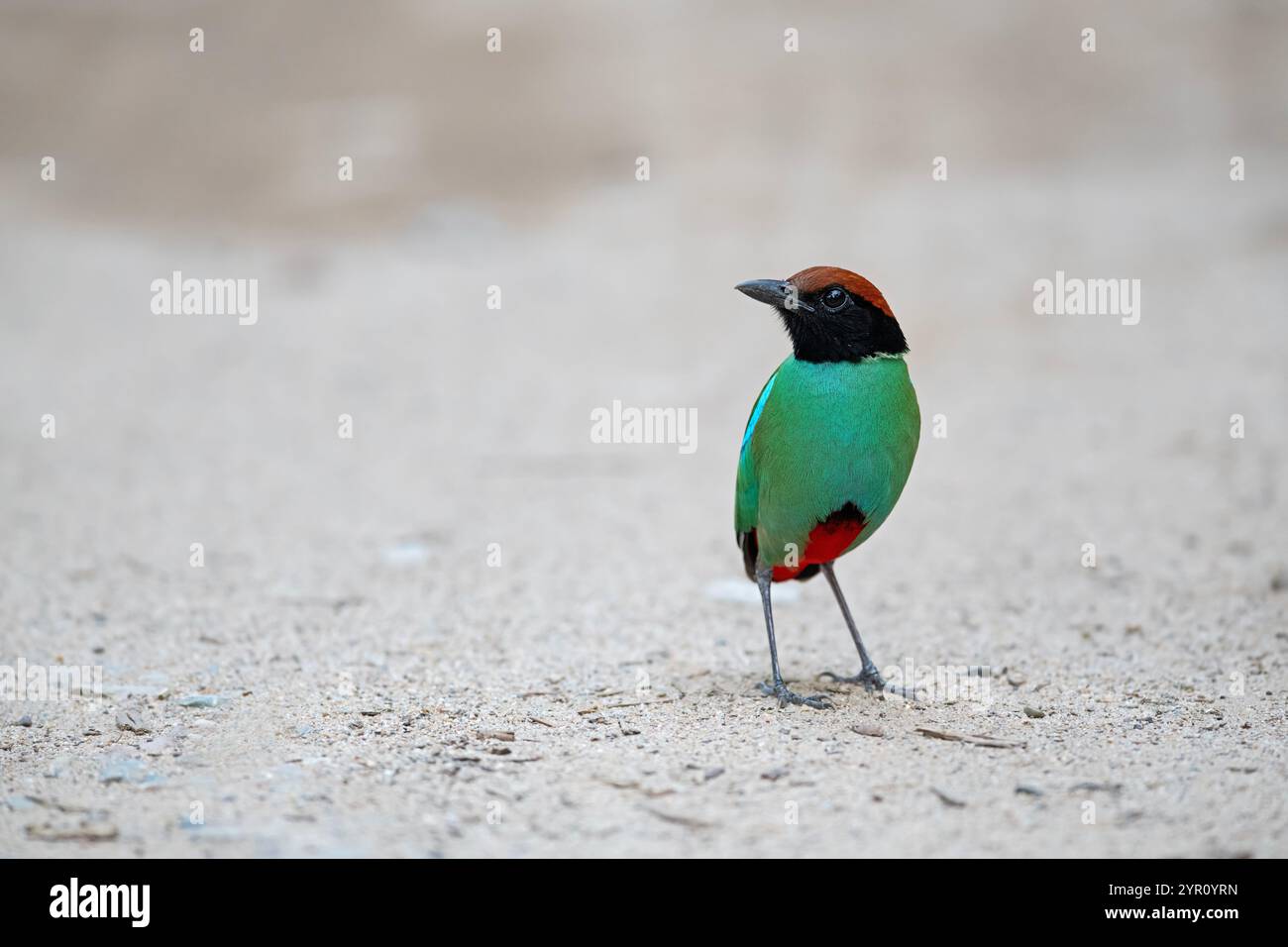 The iage of Western Hooded Pitta(Pitta sordida) was taken at Corbett ...