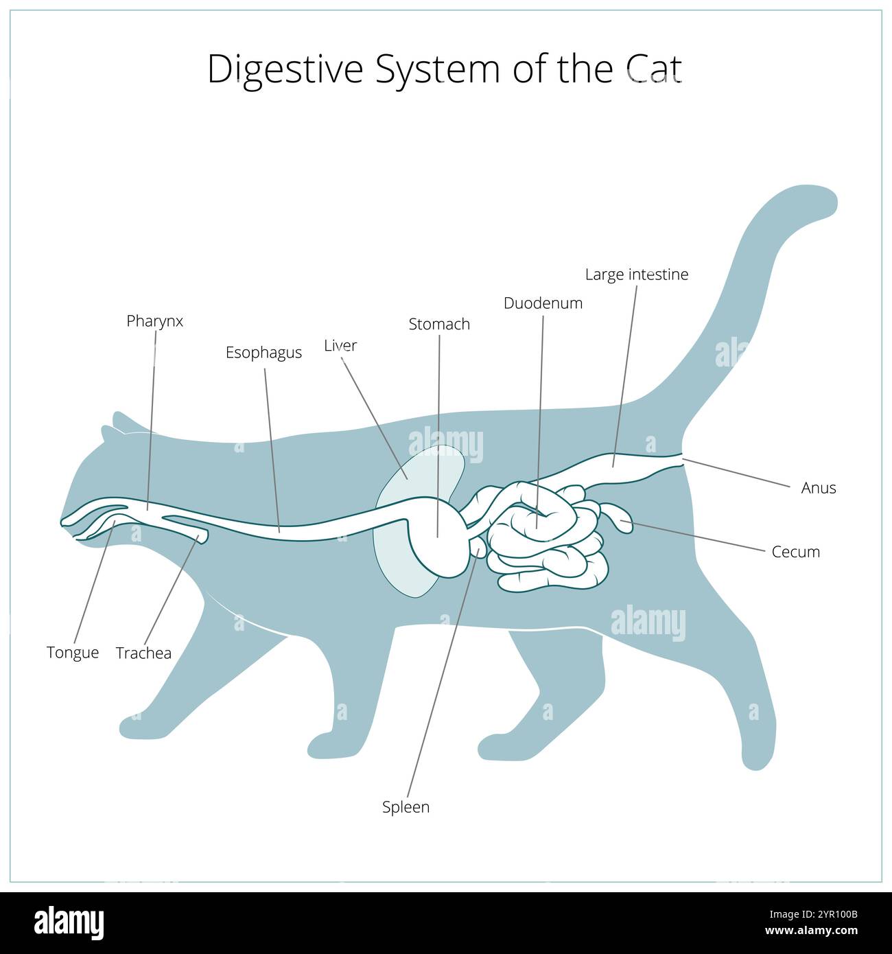 Cats digestive system hi-res stock photography and images - Alamy