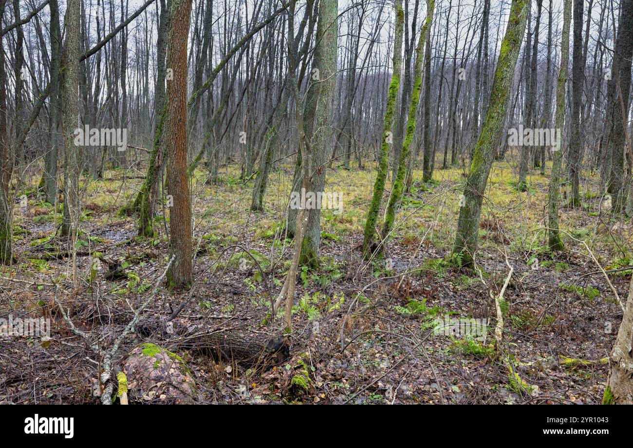 Moss covered alder trees in autumn Stock Photo - Alamy