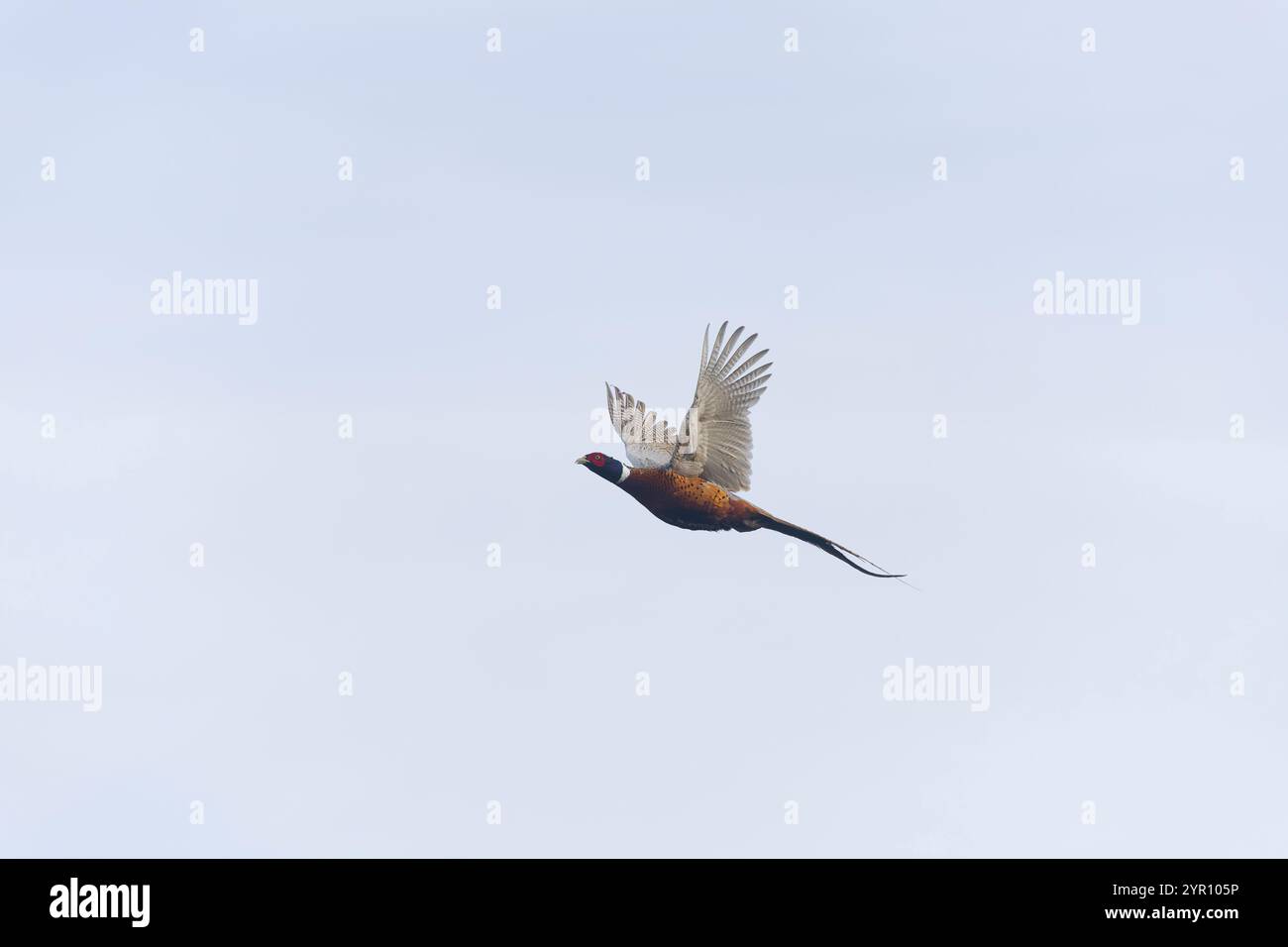 Pheasant flying hi-res stock photography and images - Alamy