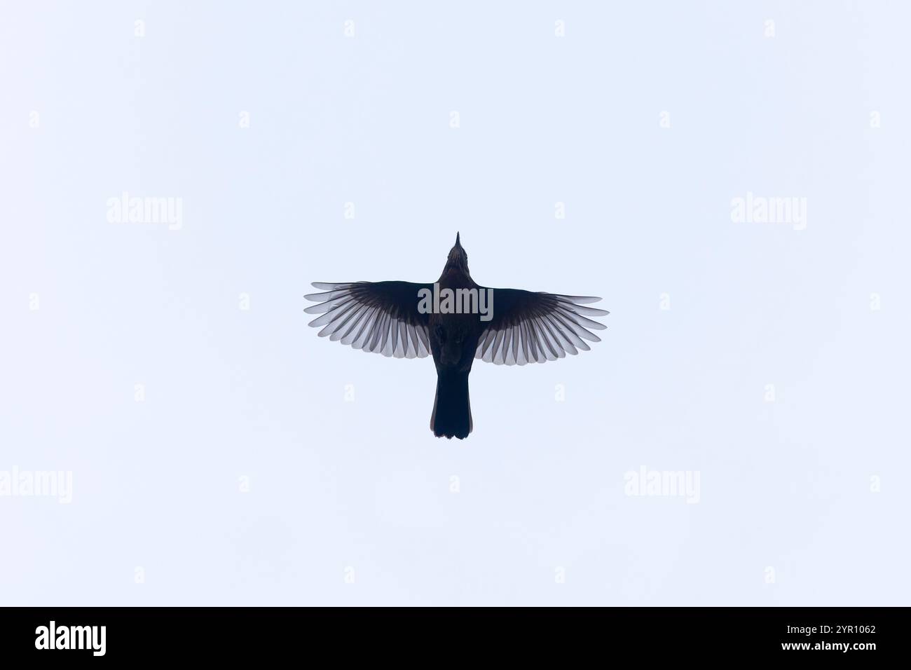Common blackbird Turdus merula, adult female flying overhead, Suffolk ...