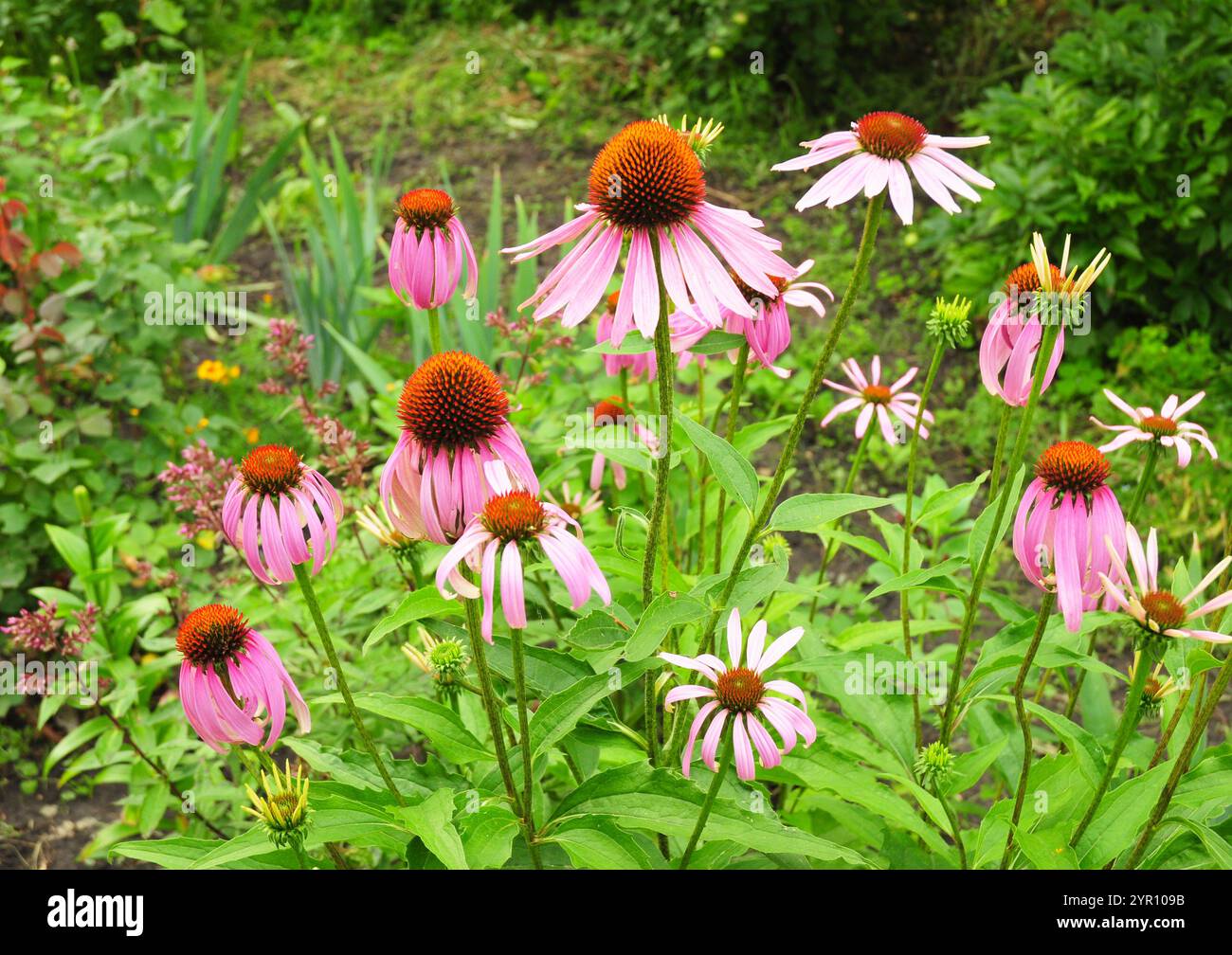 Colorful Purple coneflower (Echinacea purpurea) Flowers in the bee ...