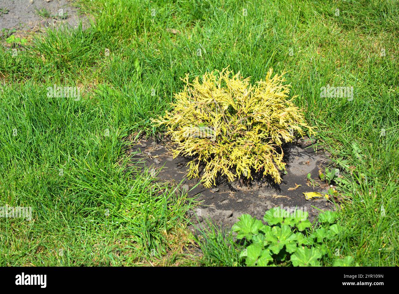 Growing Cypress, Thuja (Thuja Occidentalis Golden Brabant) for ...