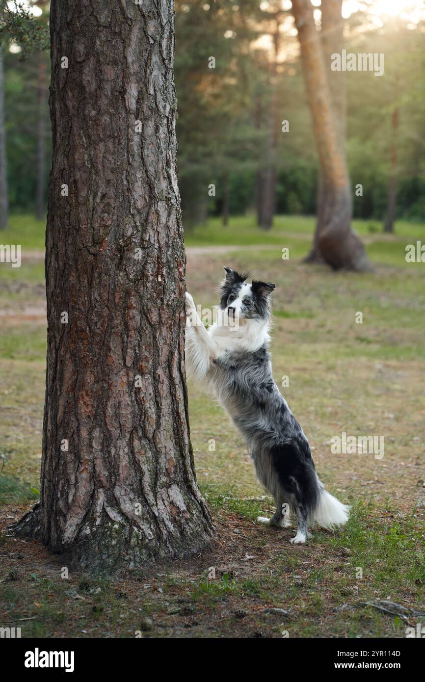 A Border Collie places its paws on a tree trunk in the forest, with an ...
