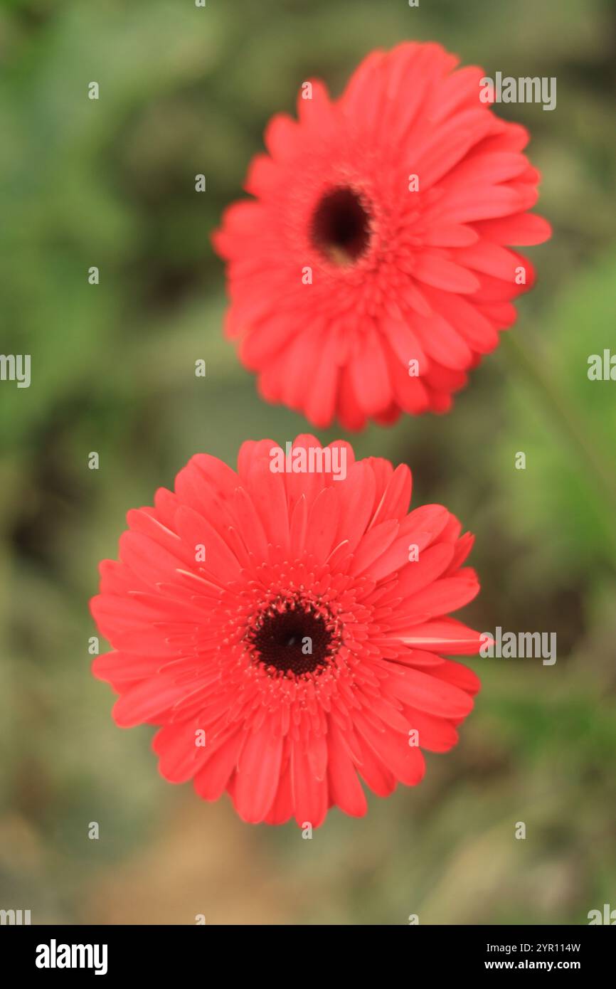 The Colourful Flower In Jashore Bangladesh Stock Photo - Alamy
