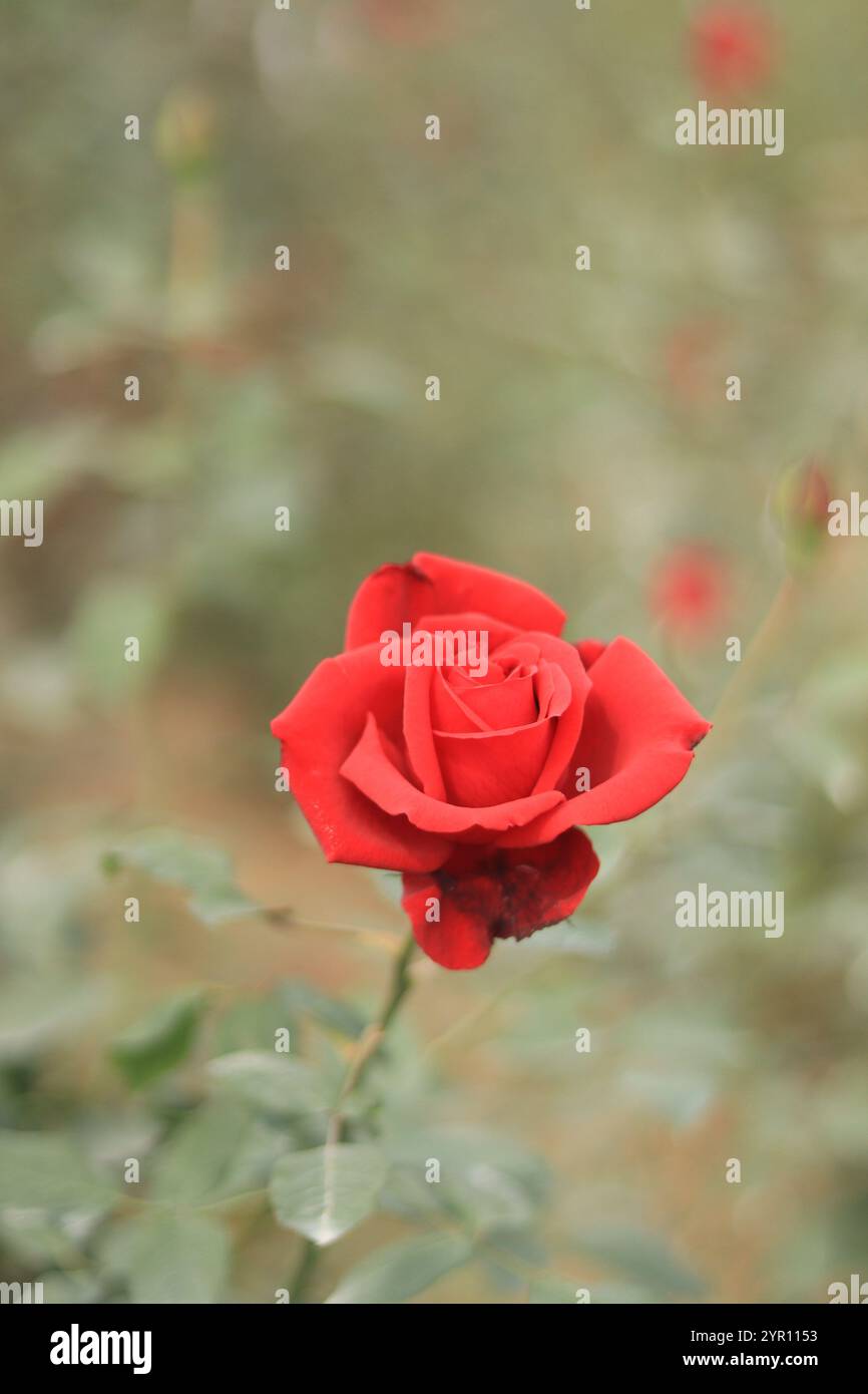 The Colourful Flower In Jashore Bangladesh Stock Photo - Alamy