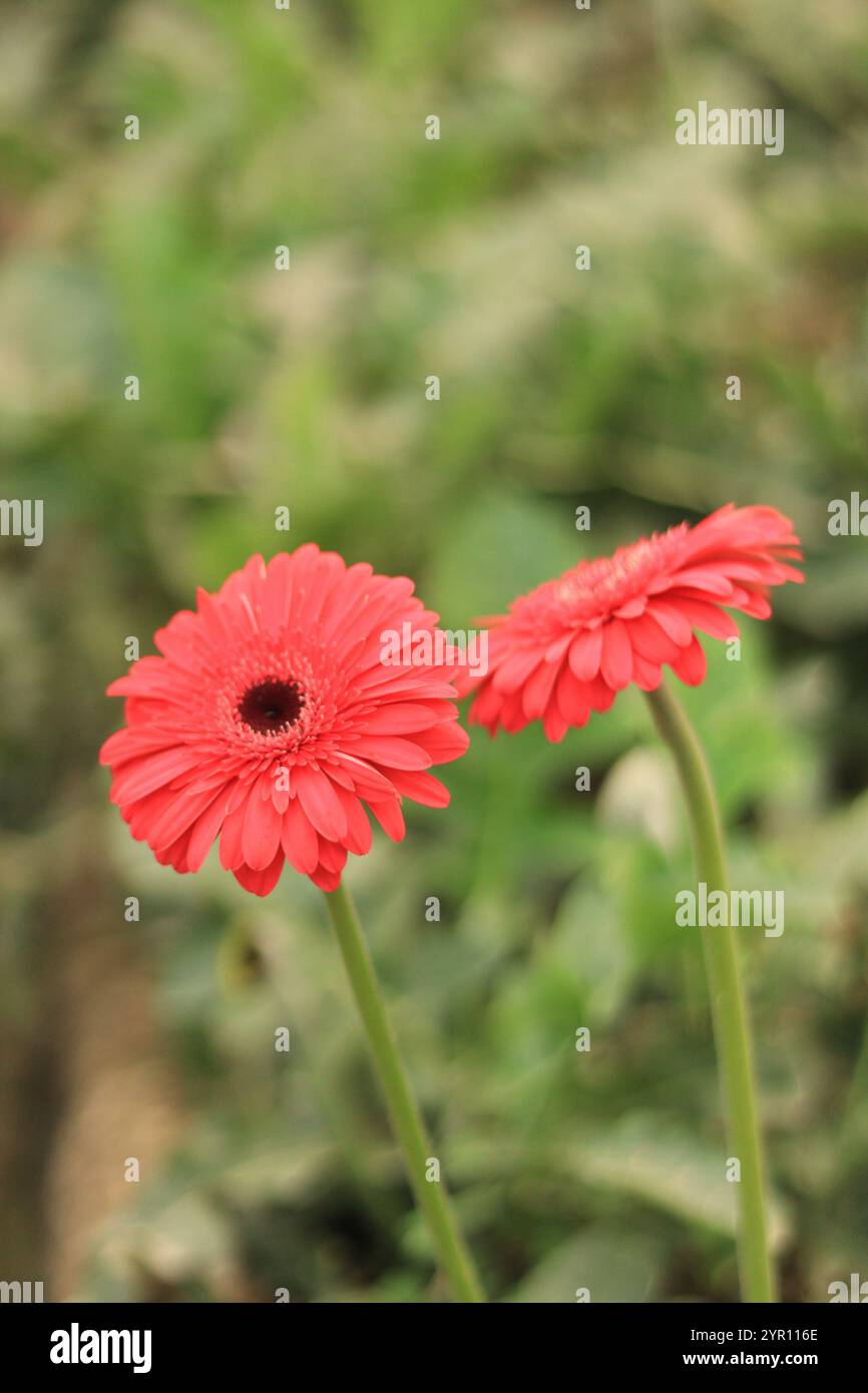 The Colourful Flower In Jashore Bangladesh Stock Photo - Alamy