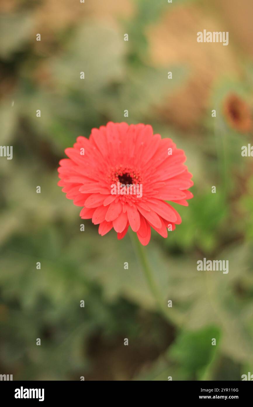 The Colourful Flower In Jashore Bangladesh Stock Photo - Alamy