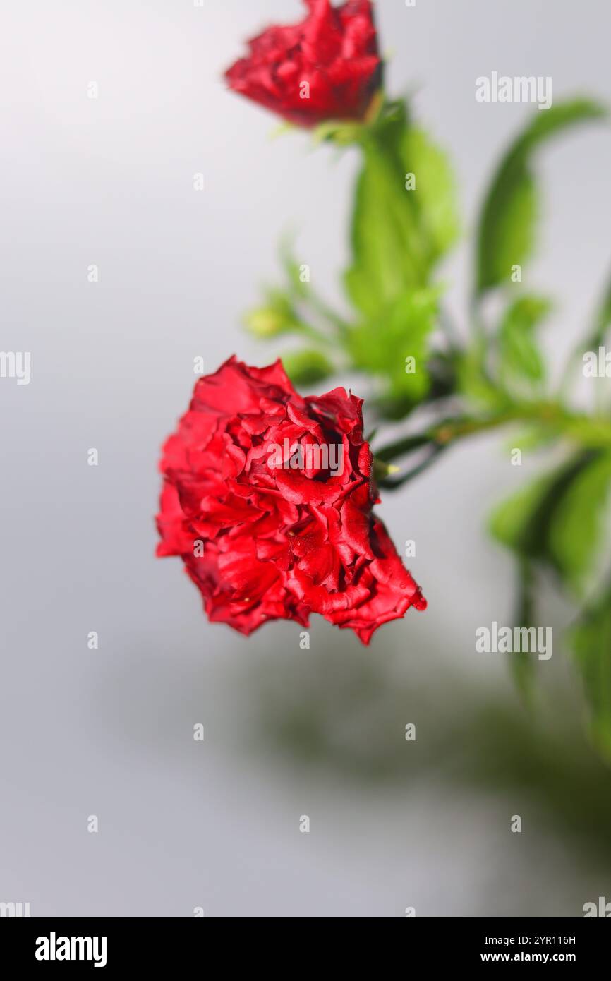The Colourful Flower In Jashore Bangladesh Stock Photo - Alamy