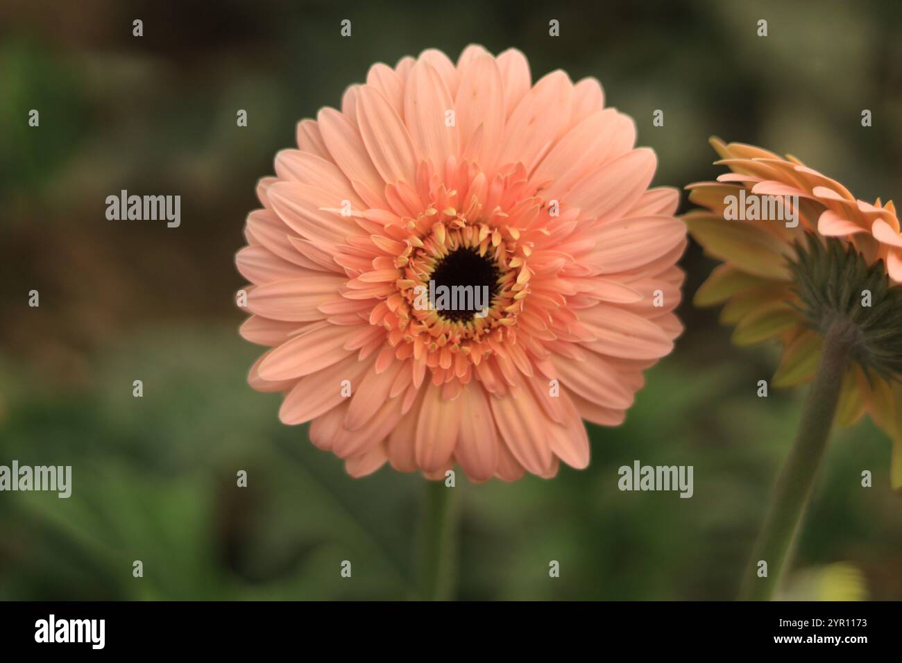 The Colourful Flower In Jashore Bangladesh Stock Photo - Alamy
