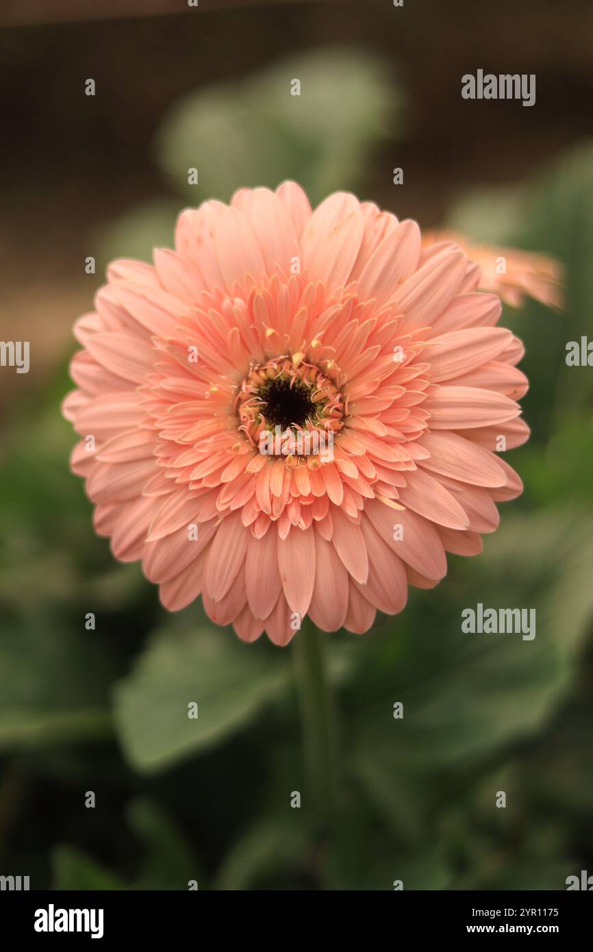 The Colourful Flower In Jashore Bangladesh Stock Photo - Alamy