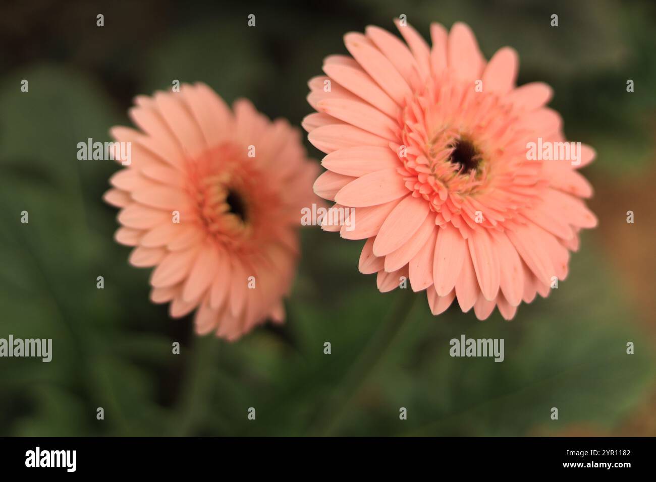 The Colourful Flower In Jashore Bangladesh Stock Photo - Alamy
