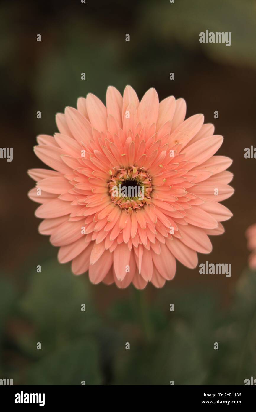 The Colourful Flower In Jashore Bangladesh Stock Photo - Alamy