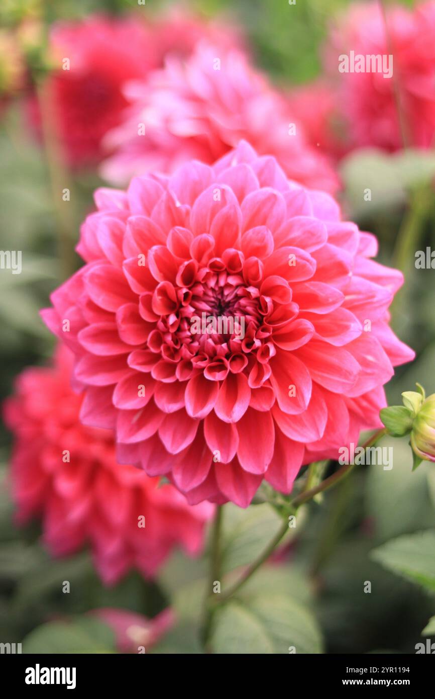 The Colourful Flower In Jashore Bangladesh Stock Photo - Alamy