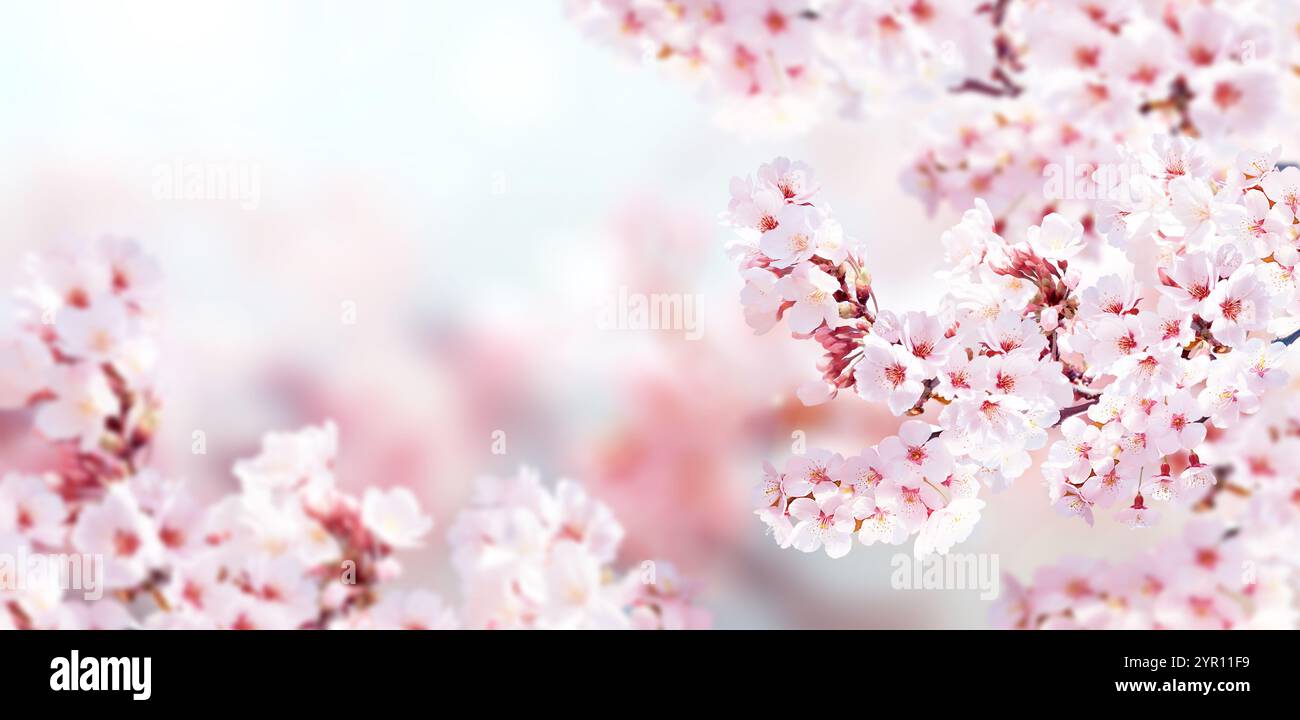 Horizontal banner with sakura flowers of pink color on blue sky ...