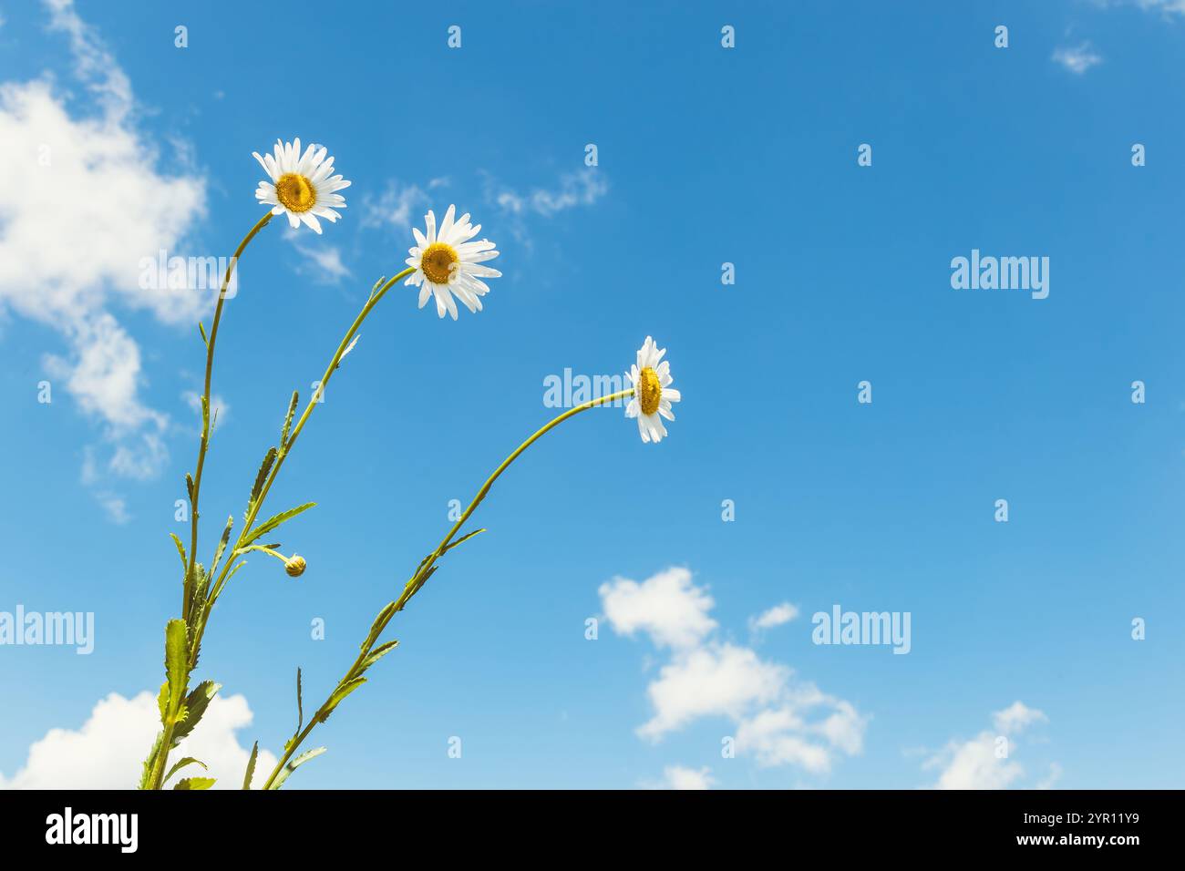 Three chamomile flowers on tall stems against a blue sky with scattered ...