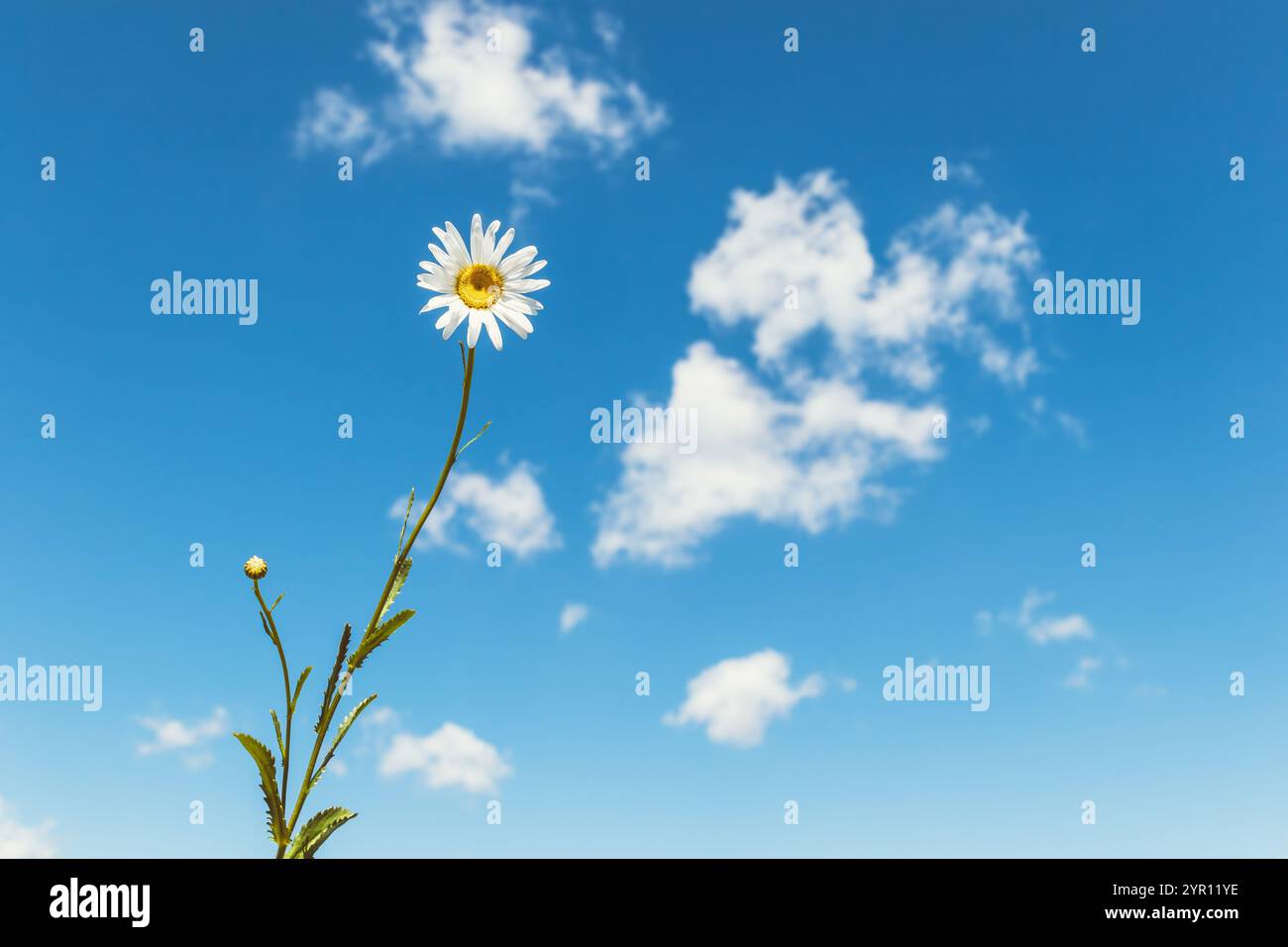 Single daisy flower on long stem against blue sky with white clouds. Minimalistic nature scene ...