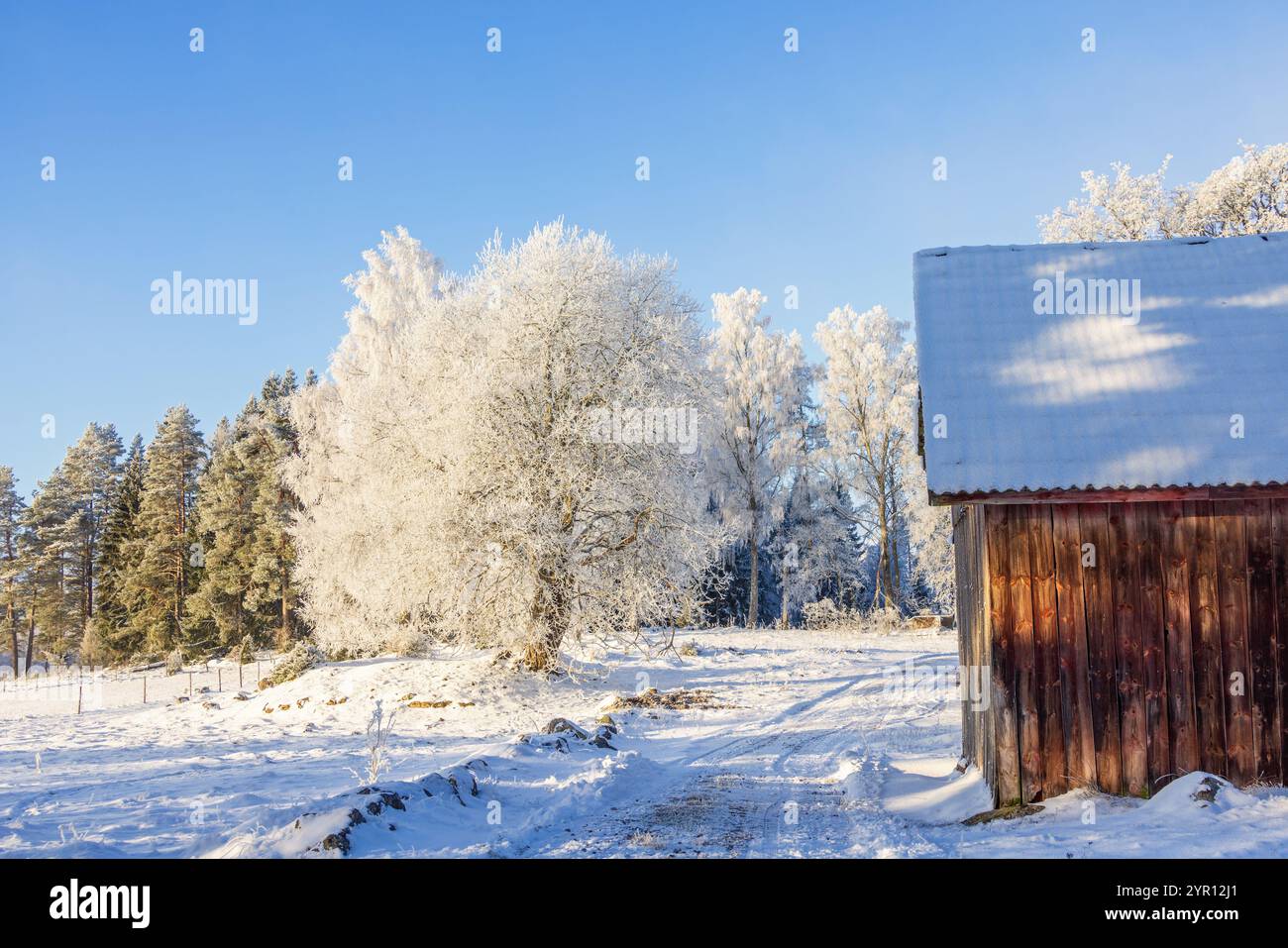 Frosty trees by a red wooden barn in a tree grove Stock Photo - Alamy