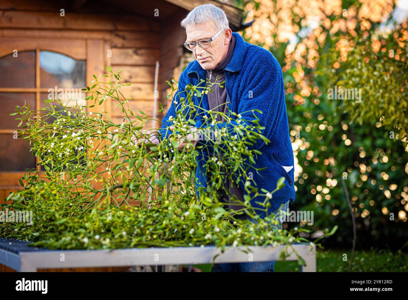 Hameln, Germany. 29th Nov, 2024. Farmer Hartwig Fischer binds mistletoe ...