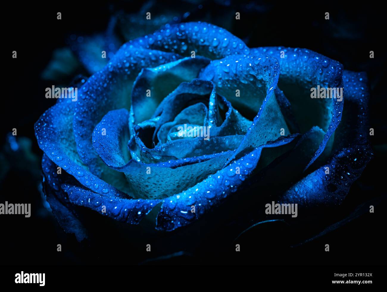 Midnight rose flower hi-res stock photography and images - Alamy