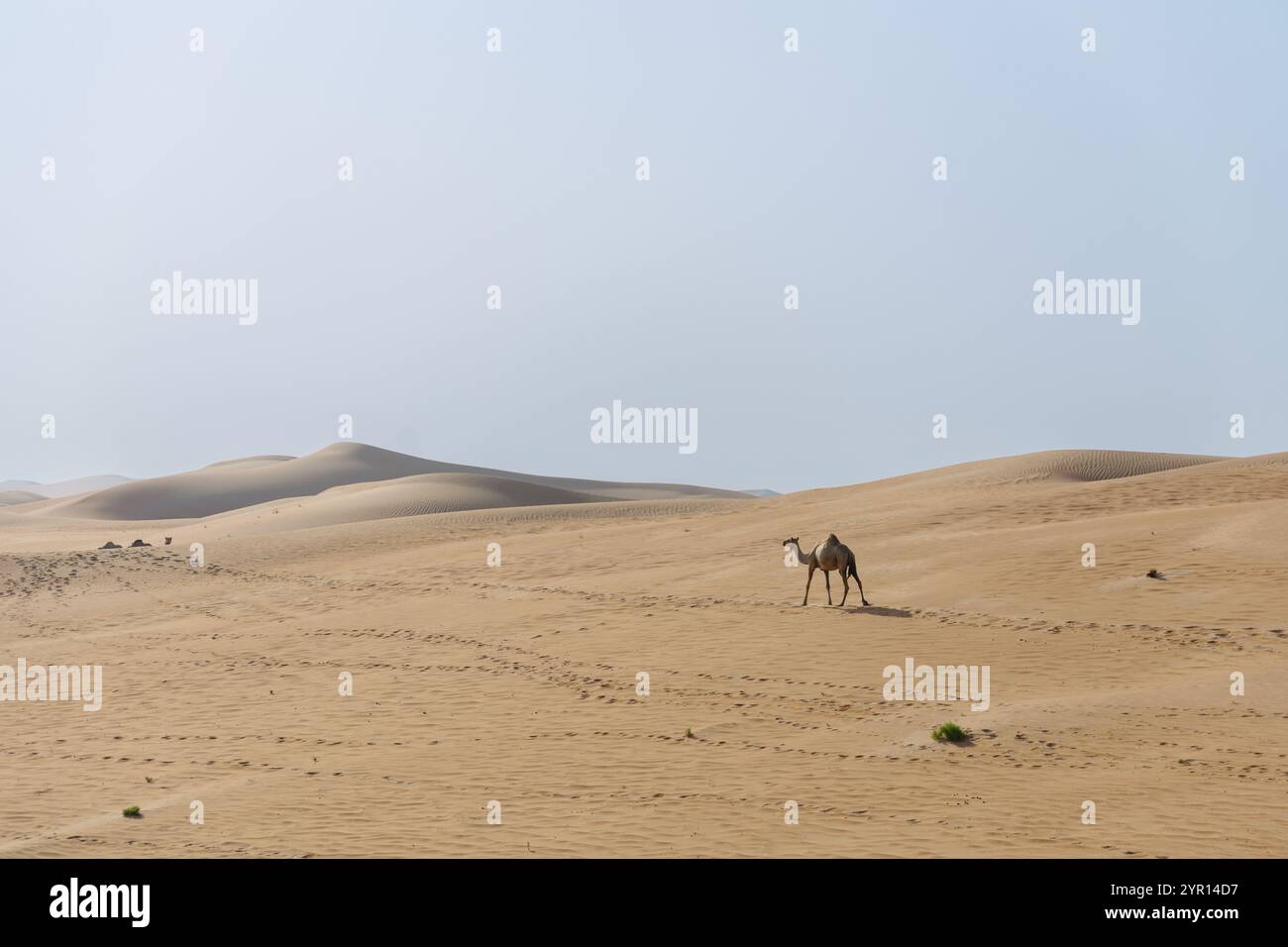 100 baiza hi-res stock photography and images - Alamy