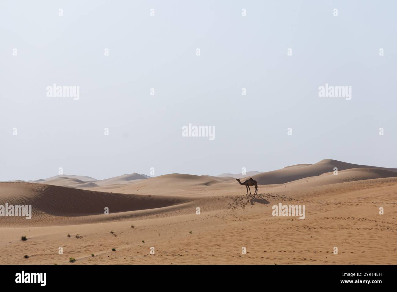 Oil desert camel hi-res stock photography and images - Alamy
