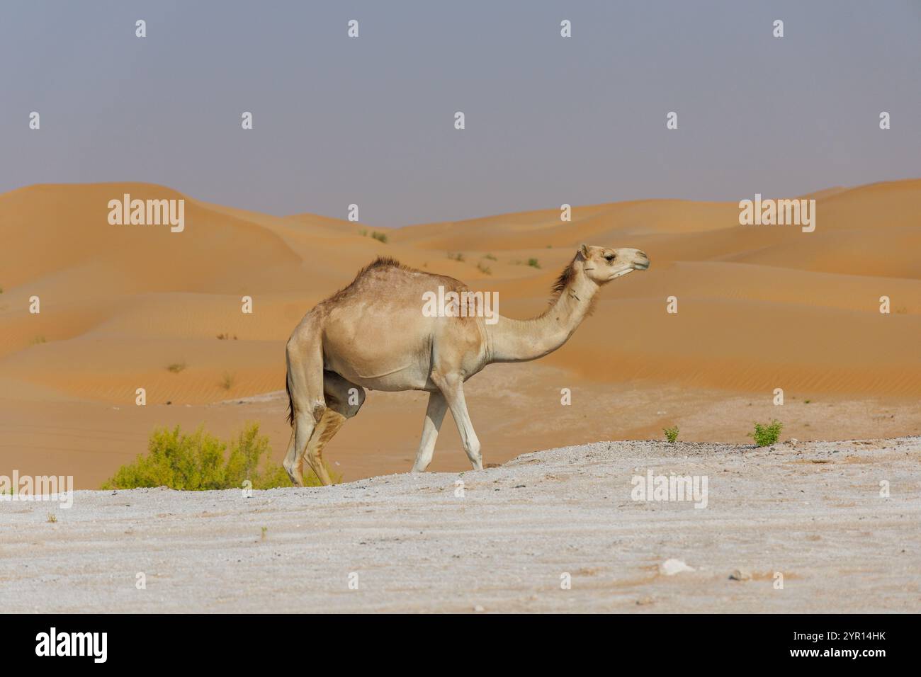 100 baiza hi-res stock photography and images - Alamy