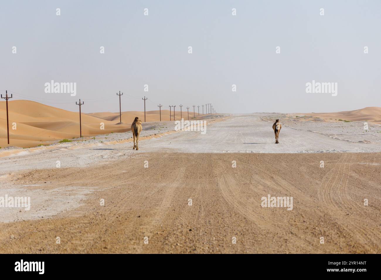 two camel in Abu Dhabi Al Qua desert in United Arab Emirates Stock ...