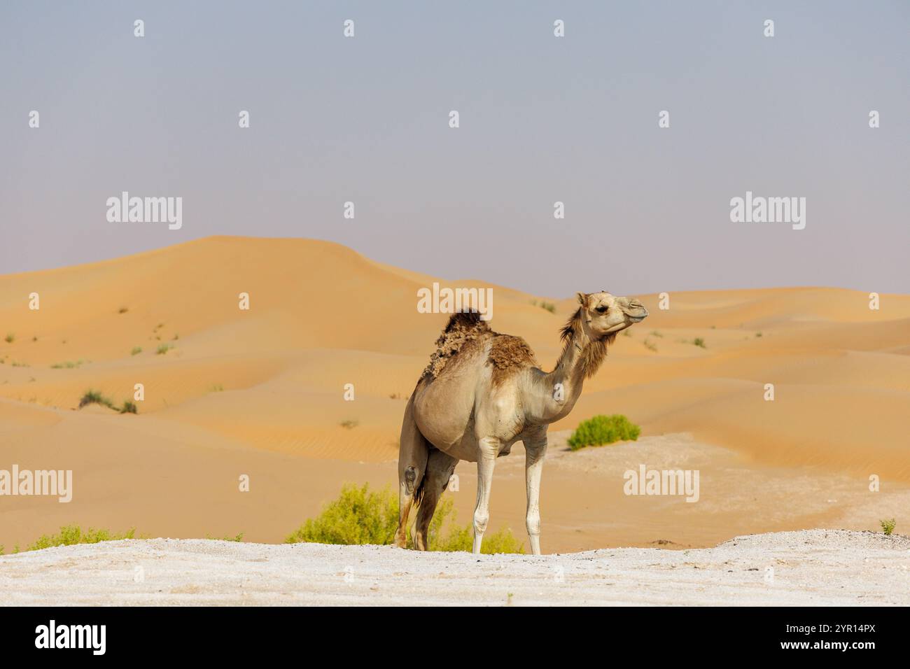 100 baiza hi-res stock photography and images - Alamy