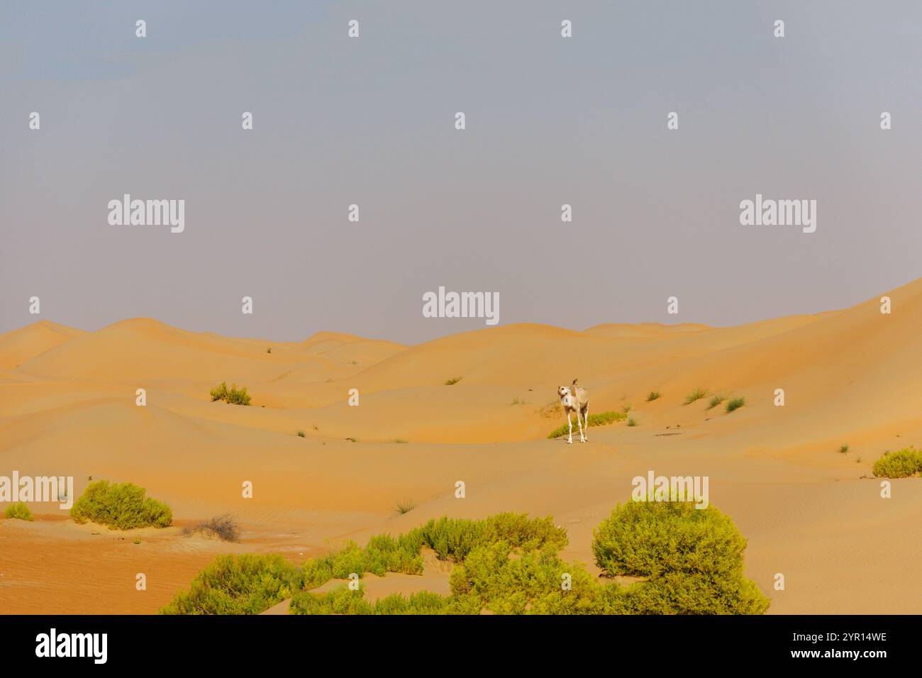 100 baiza hi-res stock photography and images - Alamy