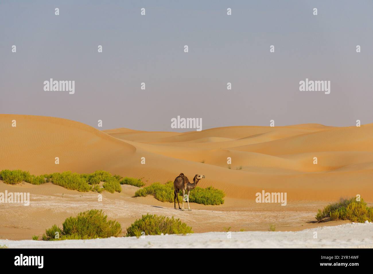 one camel in Abu Dhabi Al Qua desert in United Arab Emirates Stock ...
