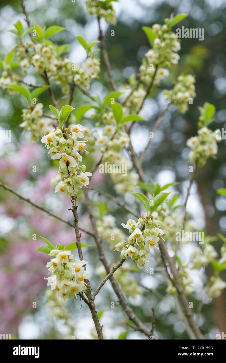 Halesia carolina, Carolina silverbell, clusters white, bell-shaped ...