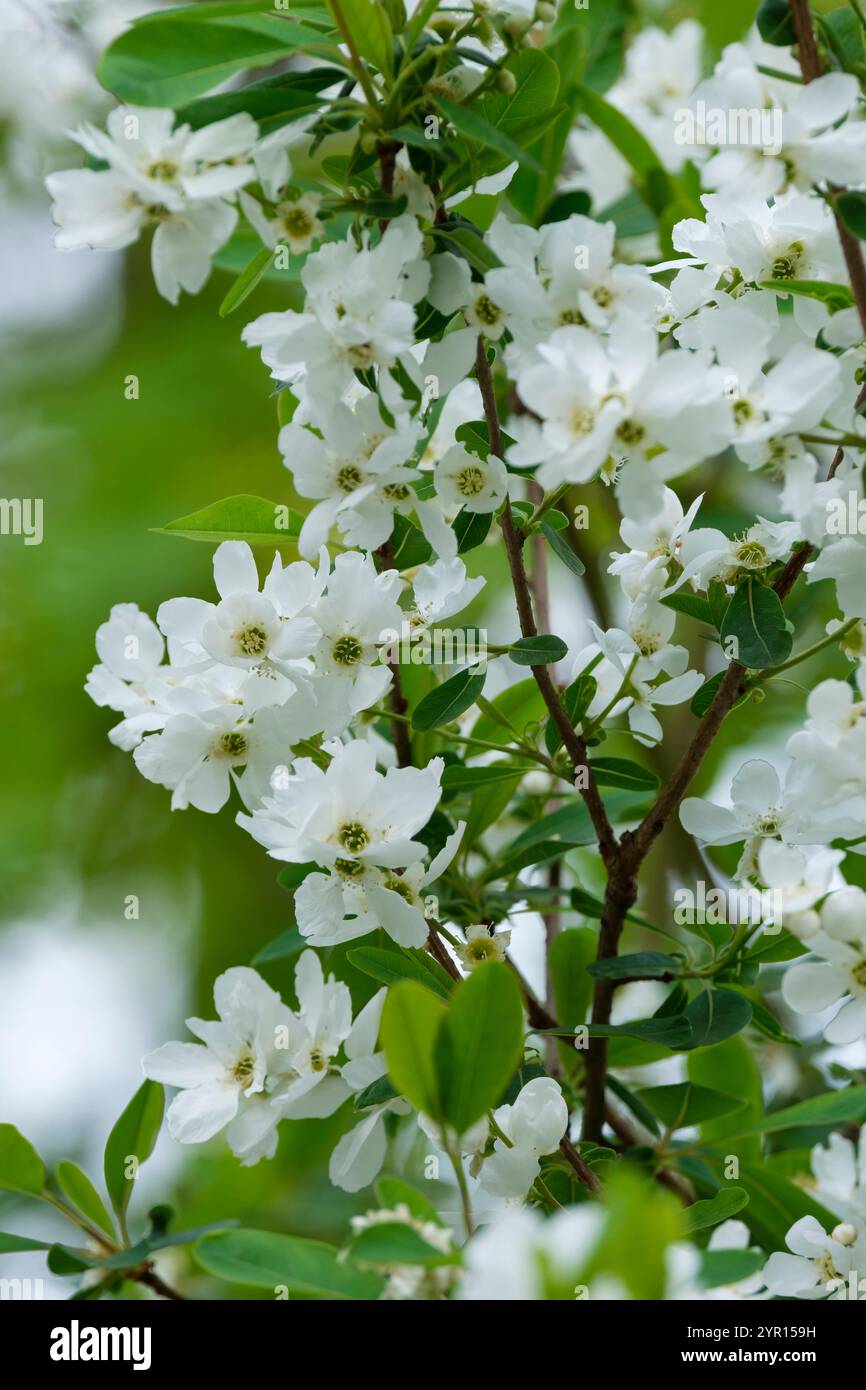Exochorda x macrantha The Bride, Pearl Bush, Pearl Tree, pearlbush The ...