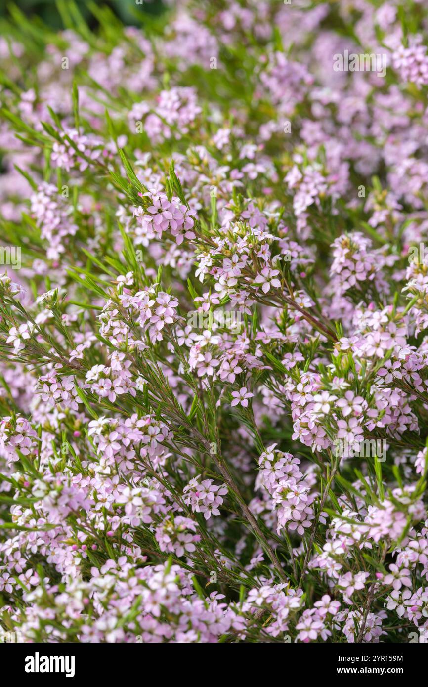 Coleonema pulchellum pink fountain hi-res stock photography and images ...