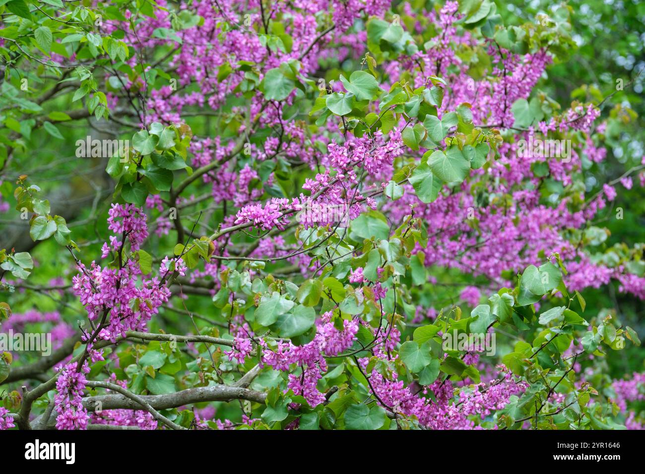 Cercis siliquastrum, Judas tree, love tree, clusters pink, pea-shaped ...