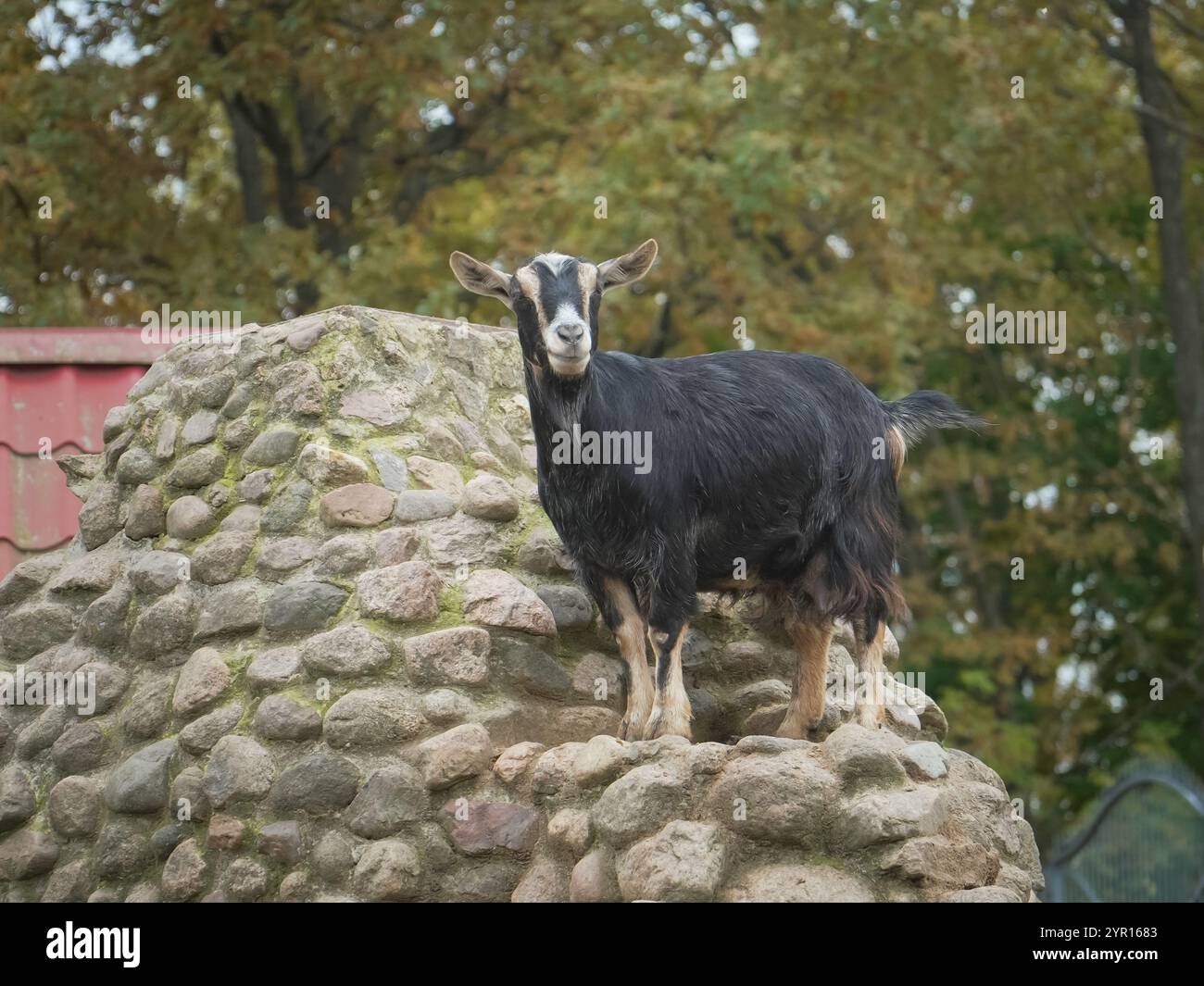 Black and white domestic goat is standing on a stone construction ...