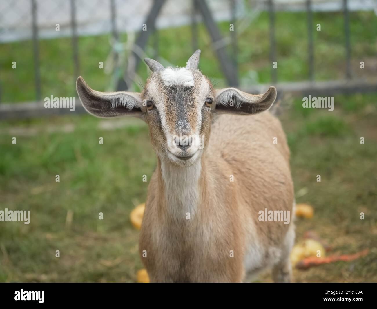 Brown and white goat stands in a farm enclosure, its ears perked and ...