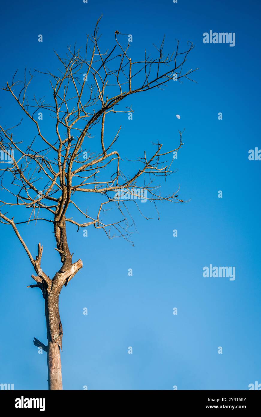 A Dry Tree With Blue Sky Stock Photo - Alamy