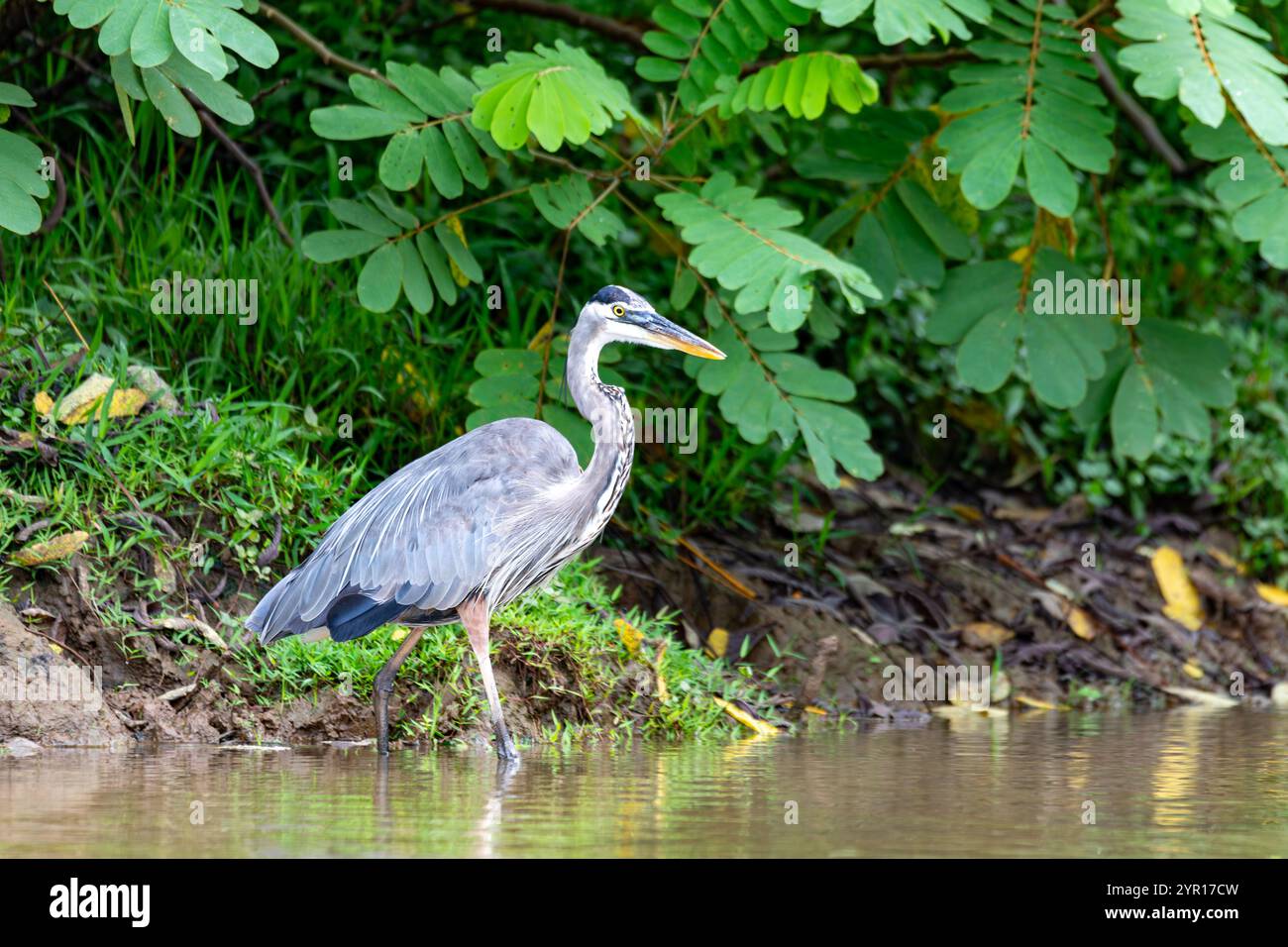 Bird great blue heron (Ardea herodias) wading in water. Refugio de Vida ...