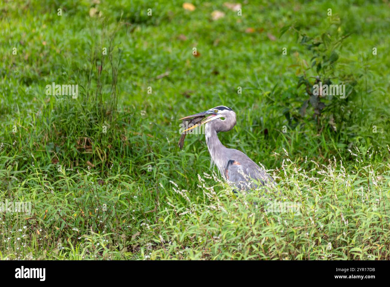 Bird great blue heron (Ardea herodias) wading in water. Refugio de Vida ...