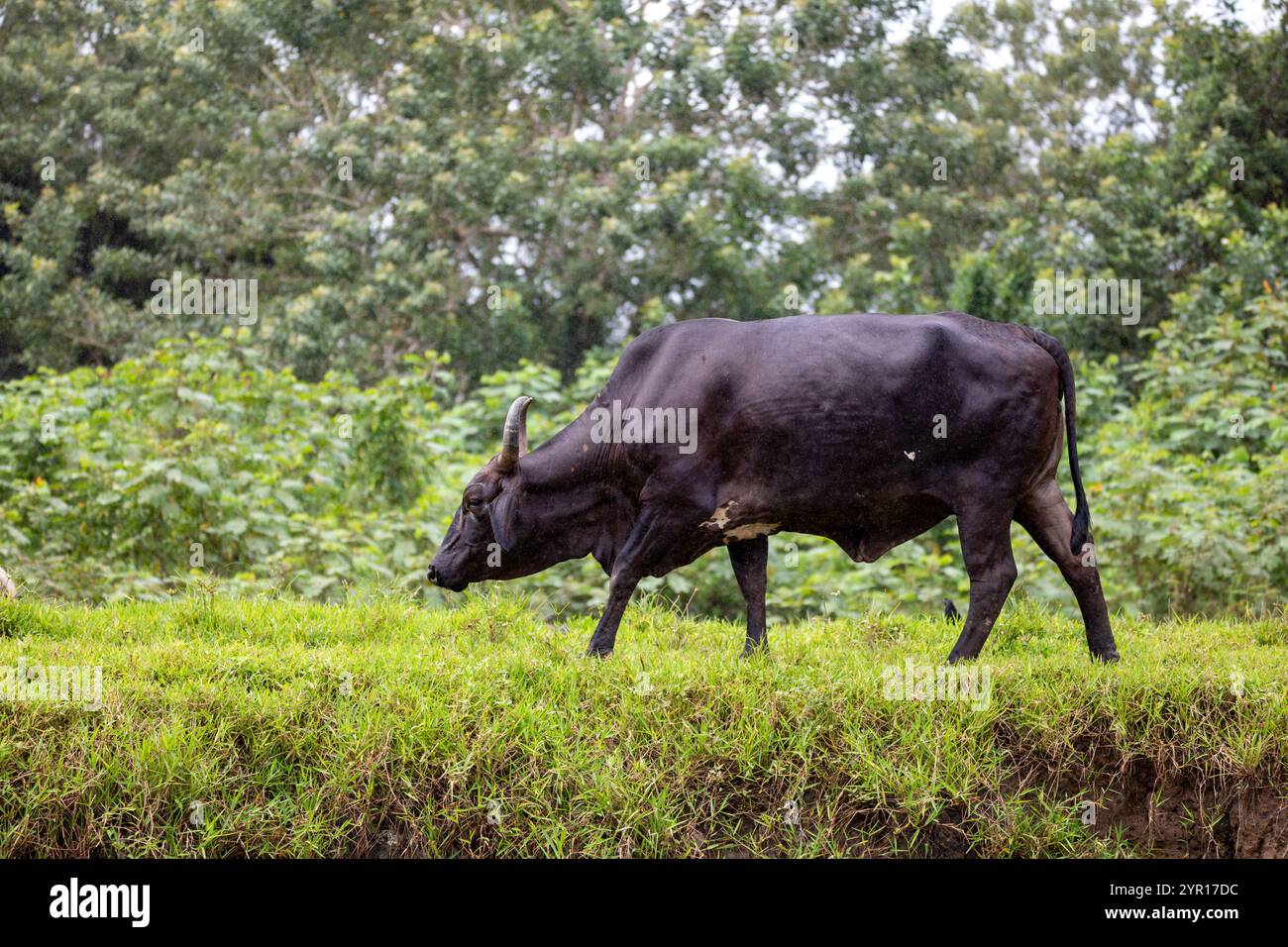 American Brahman is an breed of zebuine-taurine hybrid beef cattle ...